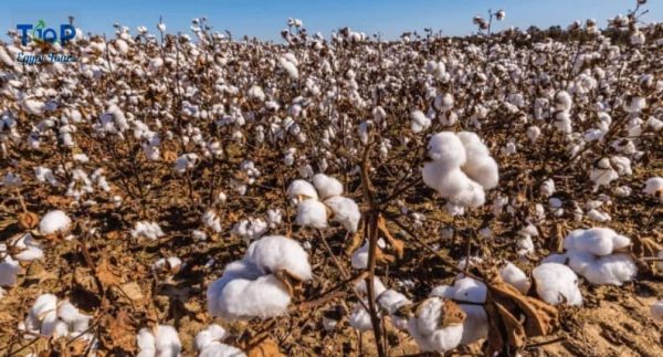 Egyptian Cotton: The World's Finest Long-Staple Cotton | Top Ten Egypt