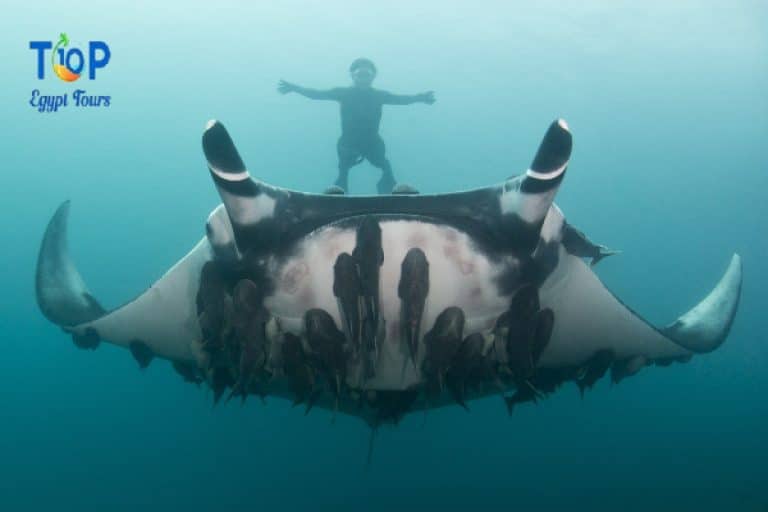 Giant Manta Rays: Graceful Giants of the Red Sea - Egypt Tour packages