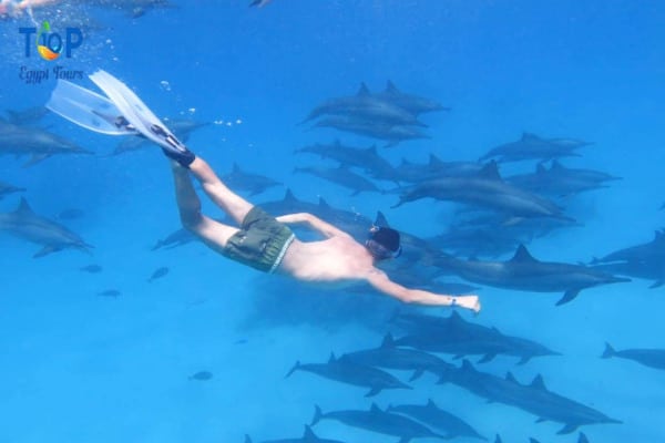 Samadai Dolphin House Snorkeling Trip in Marsa Alam